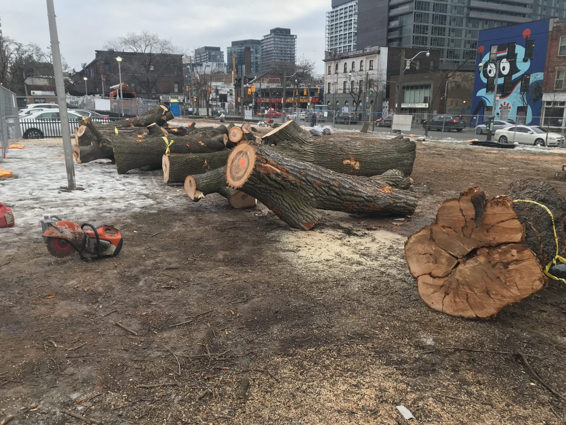 What is a tree? Let alone 80 of them – The Bridge News